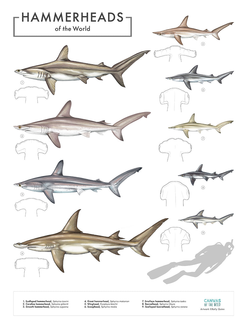 Hammerhead Sharks - Scientific Poster – Canvas of the Wild