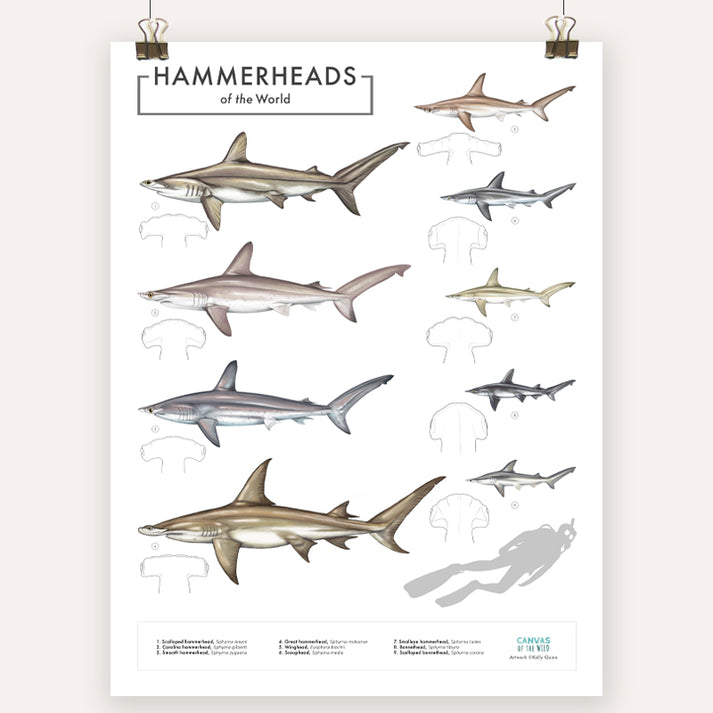 Hammerhead Sharks - Scientific Poster – Canvas of the Wild